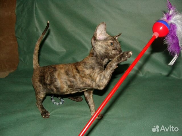 Миленькая девочка уральский рекс