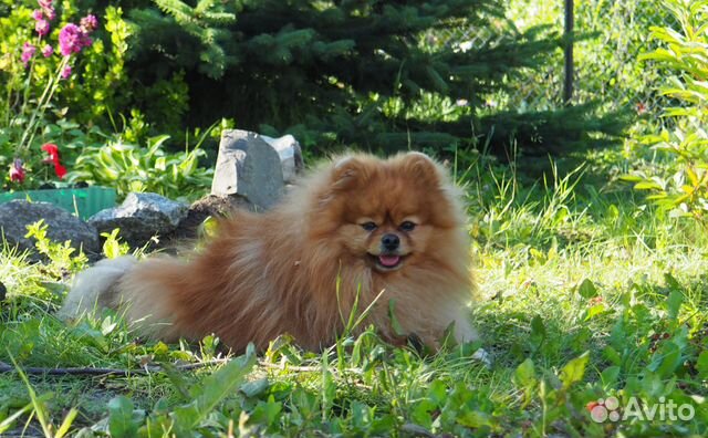 Шпиц кобель вязка