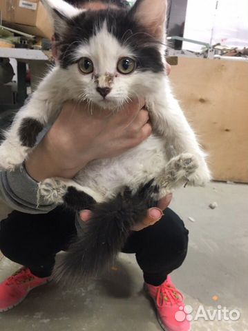 Котенок Алиса ищет дом