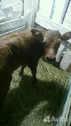 Бычок 2 недели
