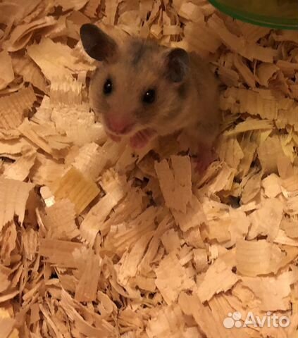 Сирийские хомячки