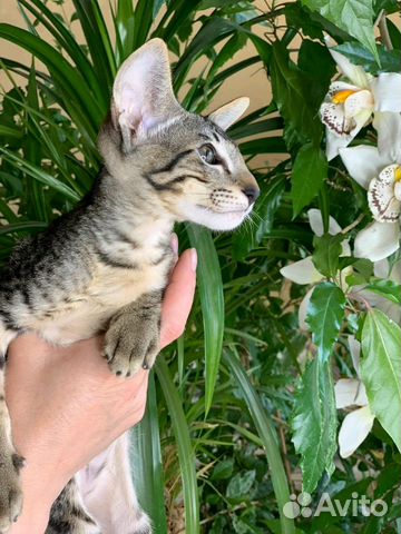 Котенок