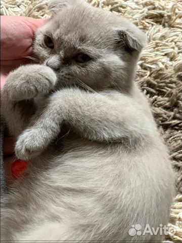 Британская плюшевая малышка