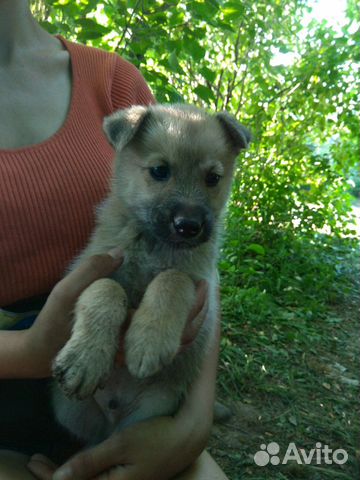 Щенок в добрые руки