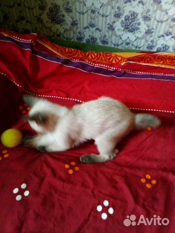 Тайский котик