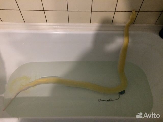 Тигровый питон