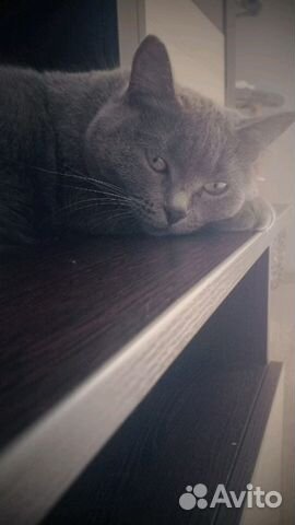 Кошечка Сима