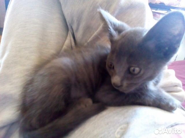 Дымчатый красивый котенок