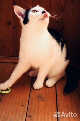 Чудесный котенок в добрые руки