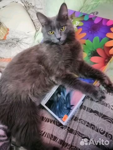 Отдам кошку