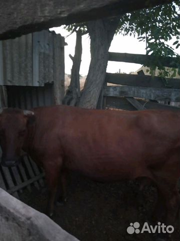 Корова (на мясо )