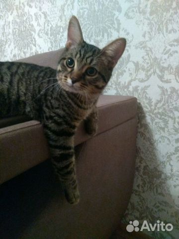Котенок Тайсон