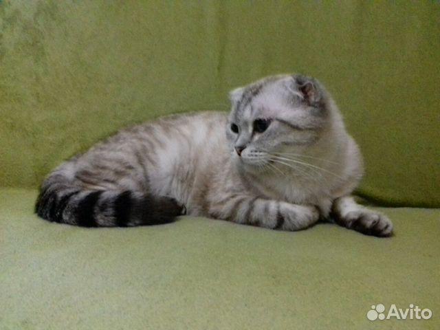 Шотландская вислоушка