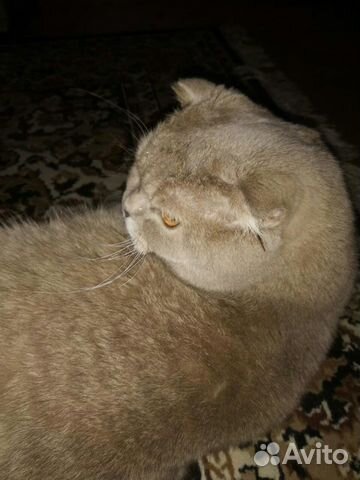 Кот породы шатландец ищет дом