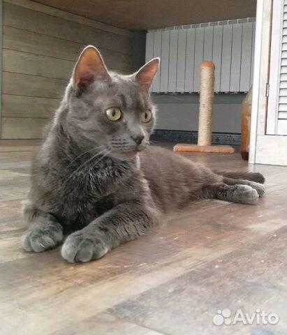 Красавица Сафи в дар, в добрые руки