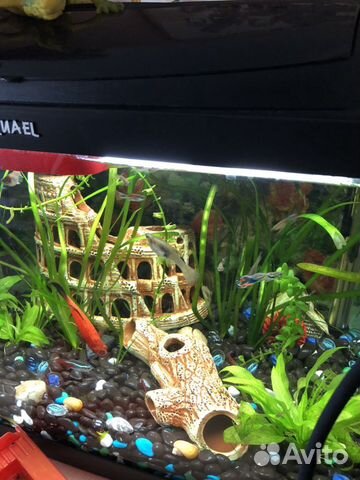 Гуппи малыши