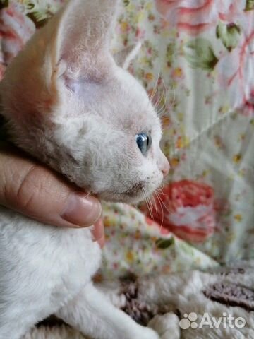 Забавчики разные