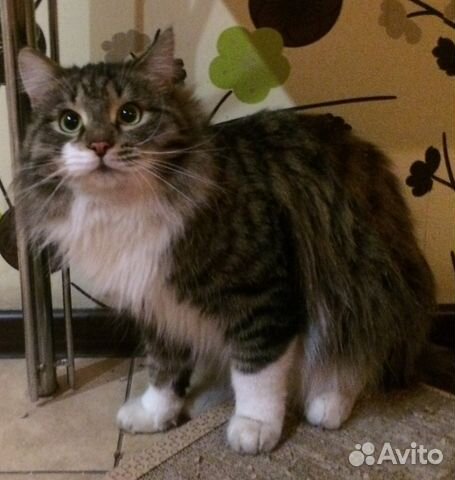Найден котик, он ищет дом