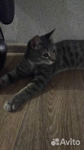 Молодой котик ищет хозяина