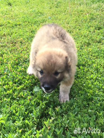 Щенок алабай