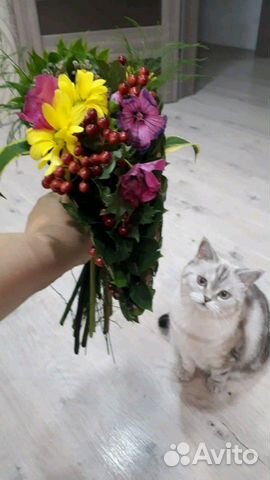 Кошка британская