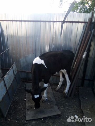 Телочка 4 месяца