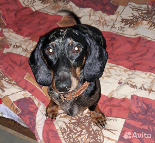 Такса вязка