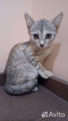 Котенок девочка 2,5 мес