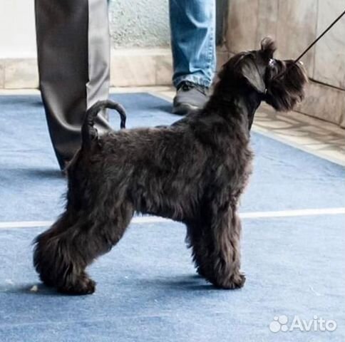 Подрощенный щенок цвергшнауцера чёрного окраса