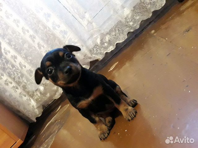 Цвергпинчер