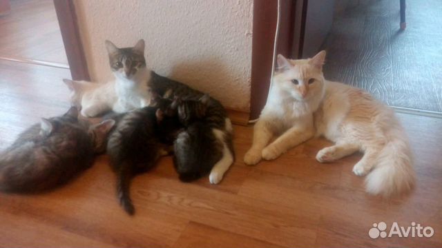 Котята от пародистого отца