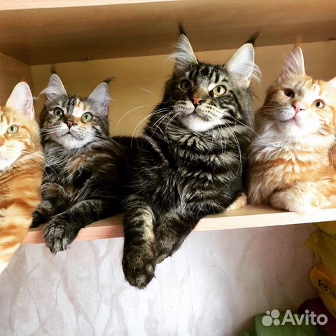 Котятки Мейн кунчики