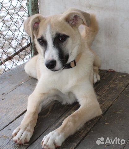 Ищет дом замечательный парень Пломбир