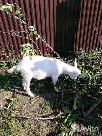 Козочка 5 мес. Зааненская