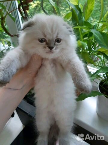 Шотландский пушистый котенок