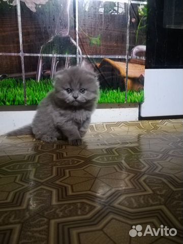 Бриташки - милашки