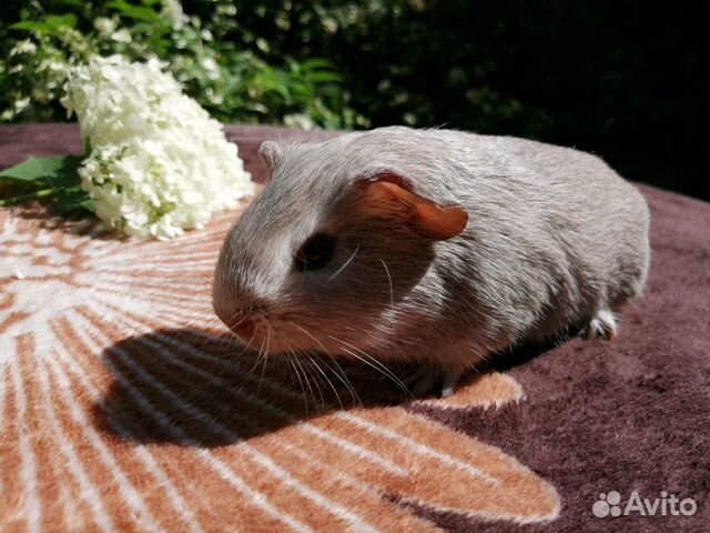 Морские свинки