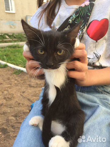 Котенок в добрые руки