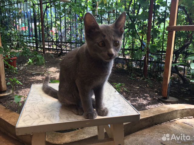 Котята от породистой кошки