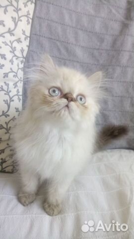 Котенок гималайского окраса