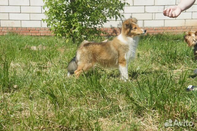 Щенок шелти