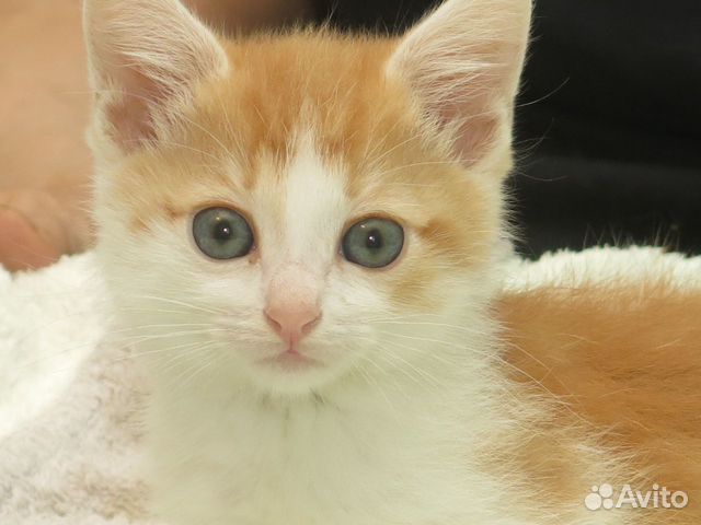 Рыже-белый отенок Лисичка в самые заботливые руки