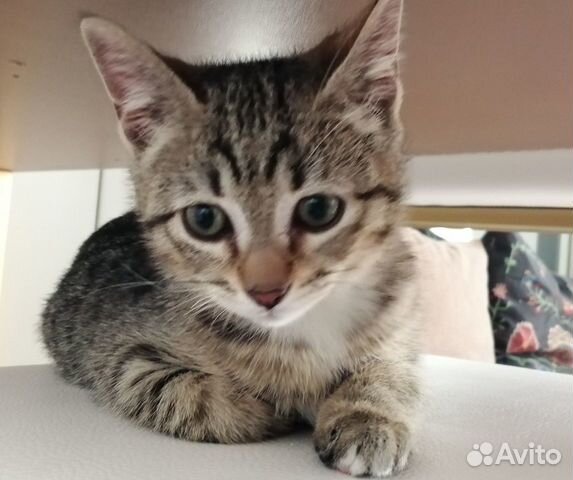 Кошка - крошка