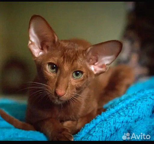 Циннамоночка