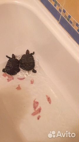 Черепахи красноухие