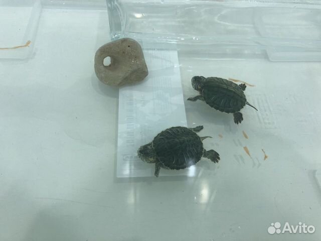 Милые маленькие черепашки