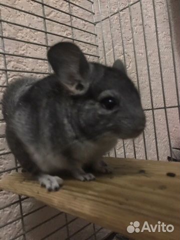 Продам шиншилл
