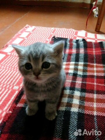 Британский котенок