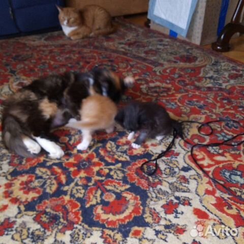 Отдам катёнка