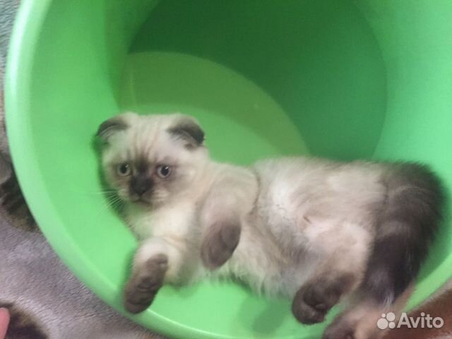 Шотландская девочка из питомника вислоушка котёнок